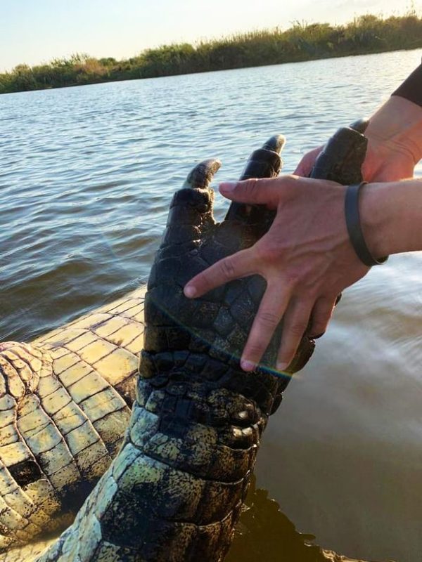 Massive 18ft Crocodile Died After Swallowing Fishing Nets