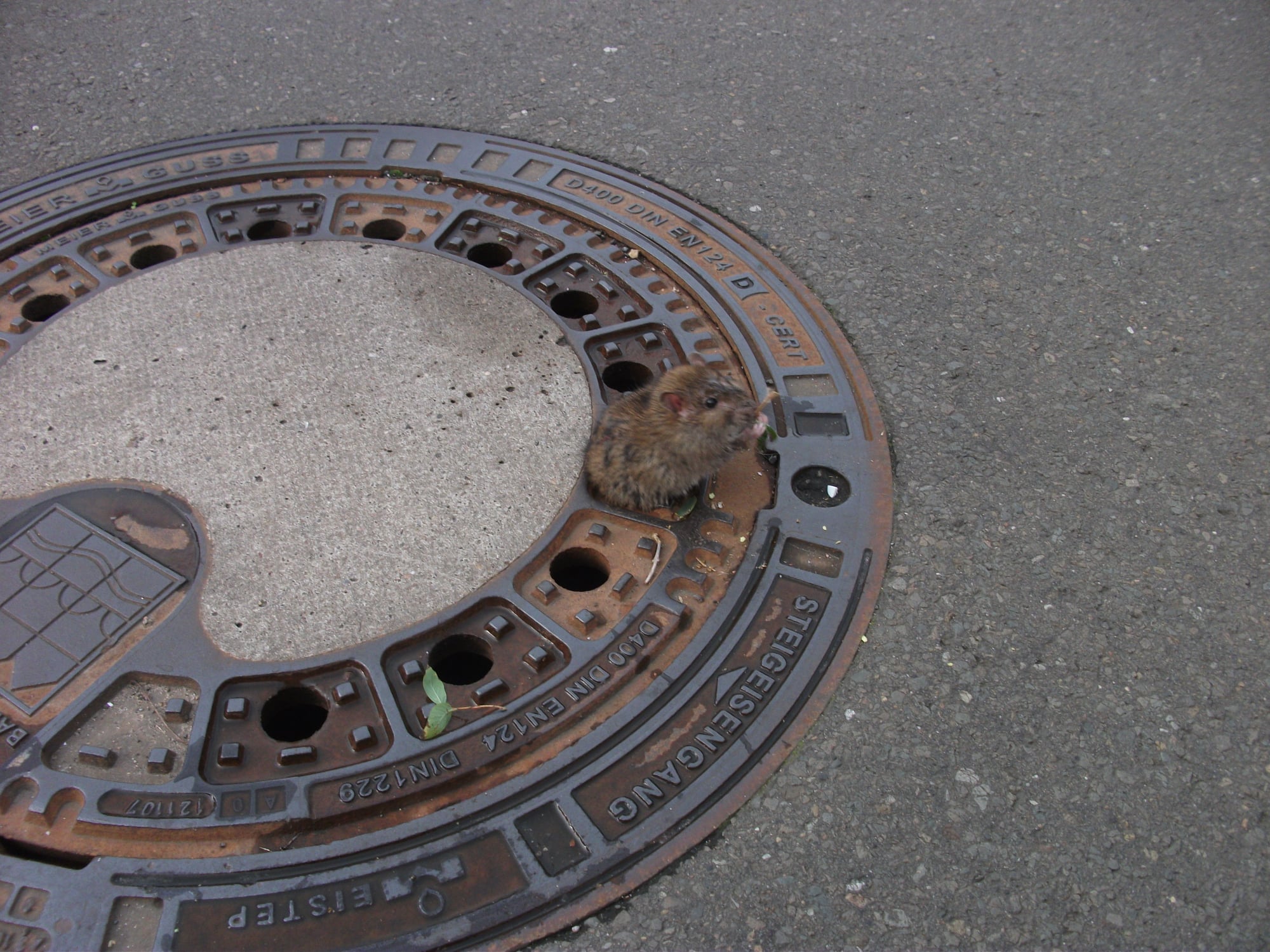 German Firefighters Rescue Adorable Fat Rat That Got Stuck In Manhole Cover