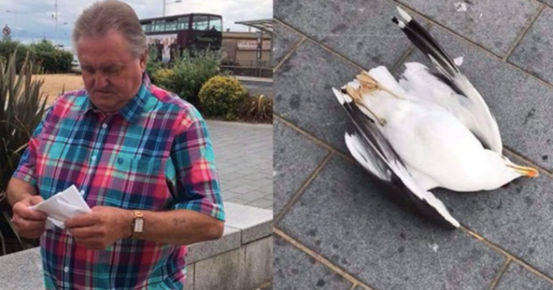 Man Who Smashed Seagull To Death Because It Tried To Steal His Food Is Ordered To Pay $994