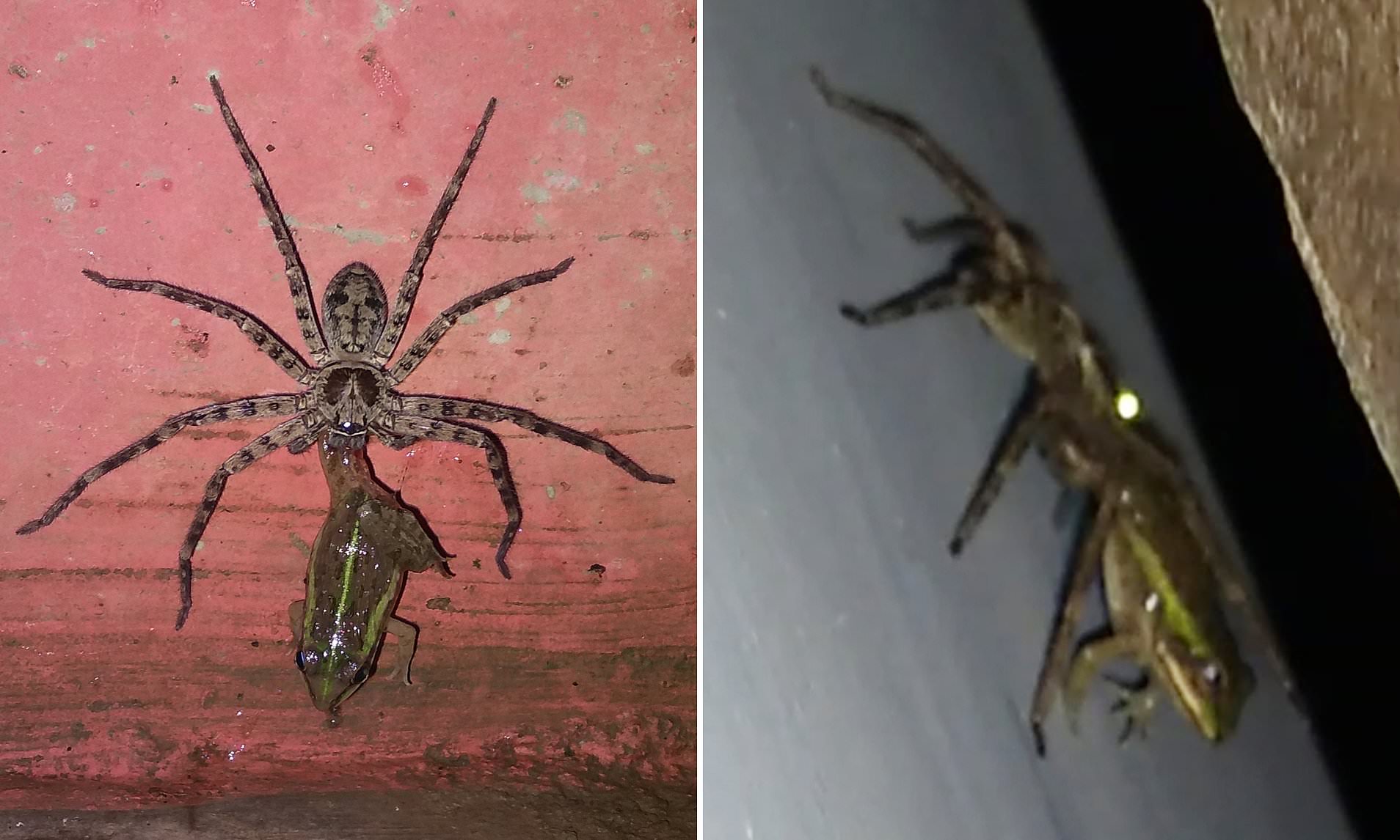 Scary Video Shot In India Shows Massive Huntsman Spider Eating Frog For ...