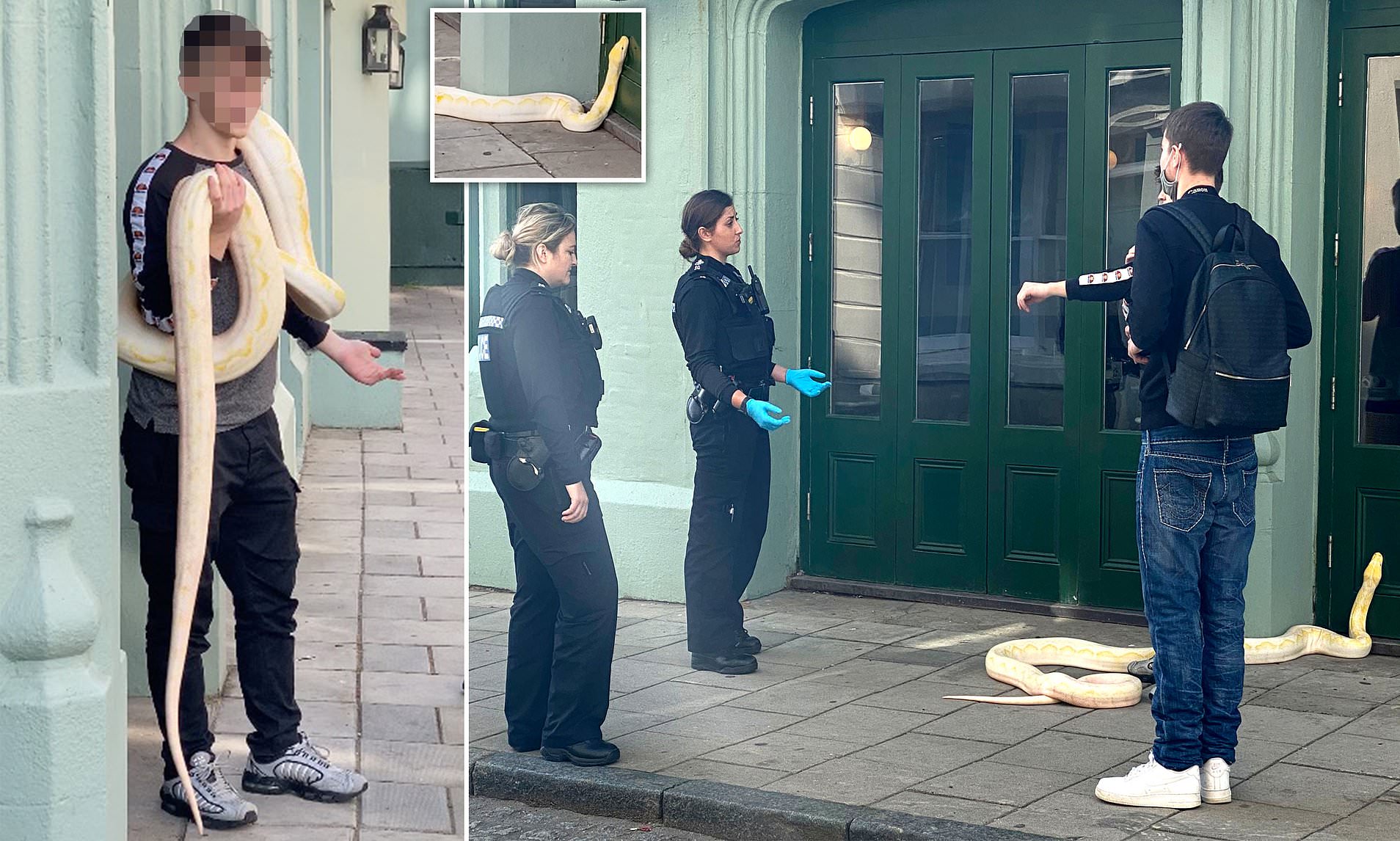 Fearless Young Man Takes Massive 12-Foot Yellow Python For A Walk On A ...