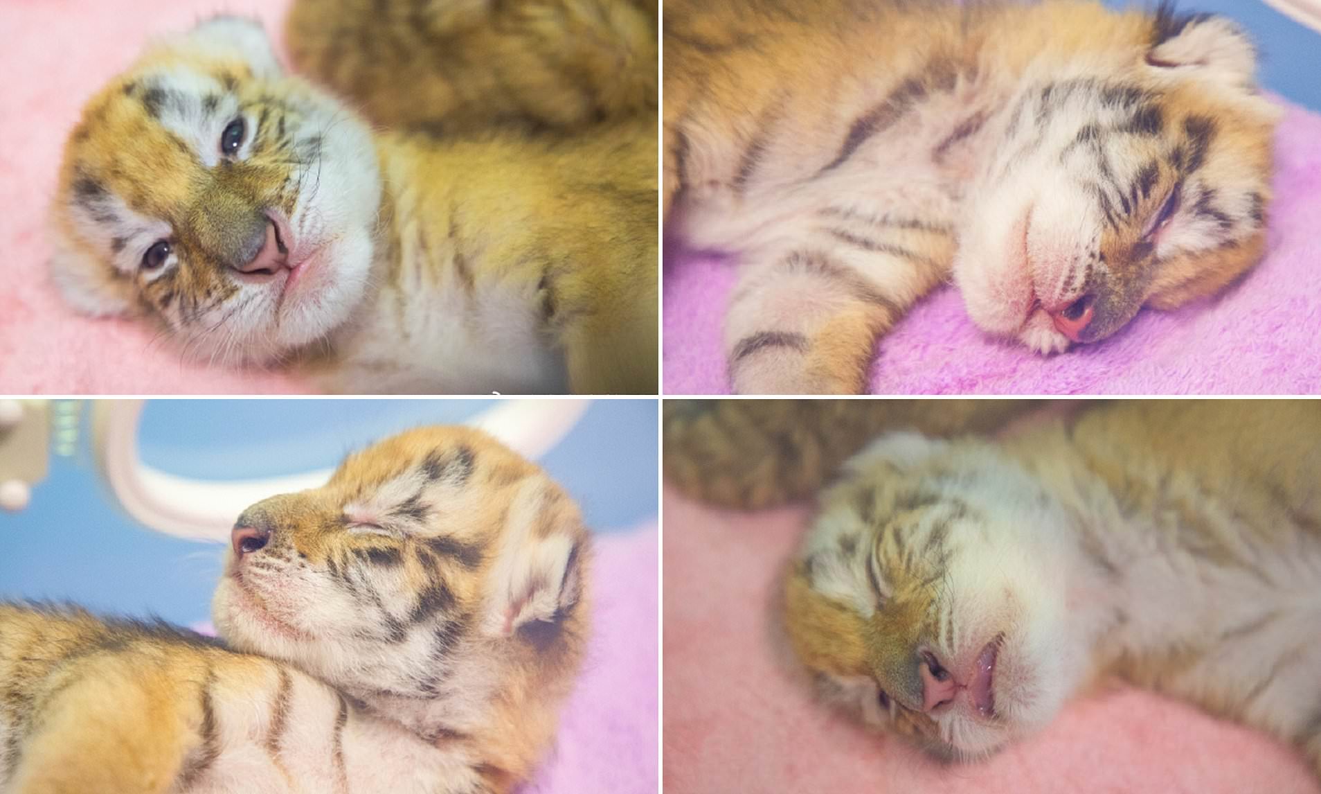 4 Extremely Rare Golden Tiger Cubs Are Born In A Zoo In China