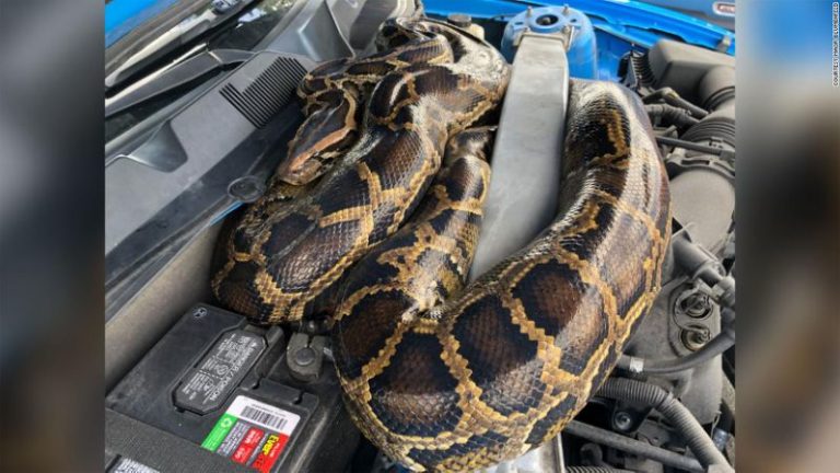 Massive 10-Foot Burmese Python Rescued By Florida Officials After Found ...