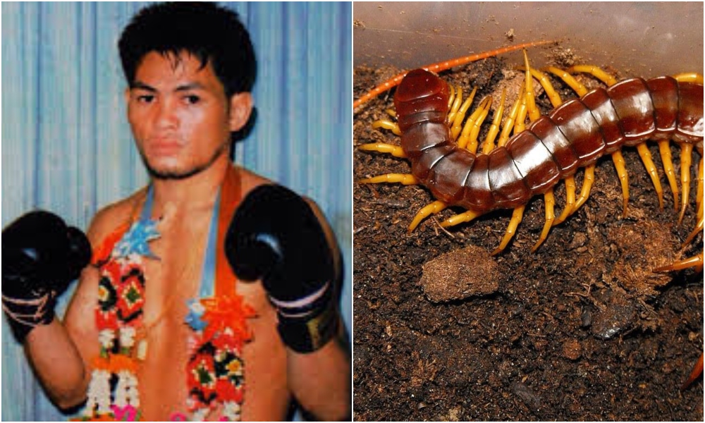 Former Thai Boxing Champion Dies After Being Bitten By Giant Centipede