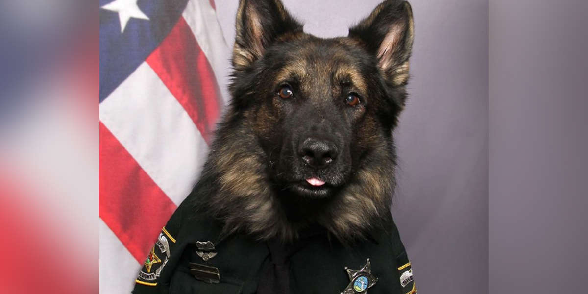 K9 Officer Poses In Full Uniform For Official Police Portrait