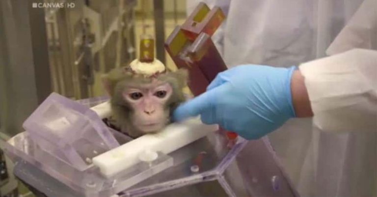 Holes Drilled Into The Skulls Of Monkeys For Painful Brain Experiments ...