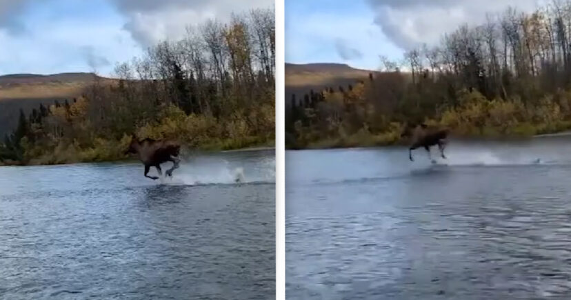 Jesus Moose Caught 'Walking On Water' Next To Boat In Alaska
