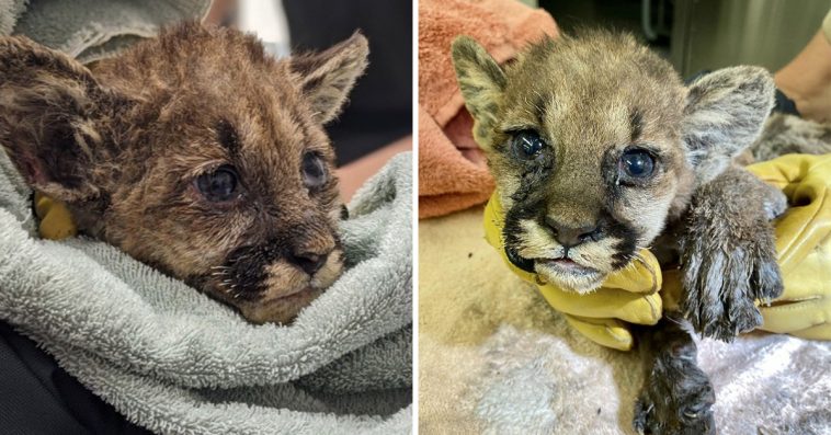 Orphaned Mountain Lion Cub Is Rescued By Firefighters From California ...