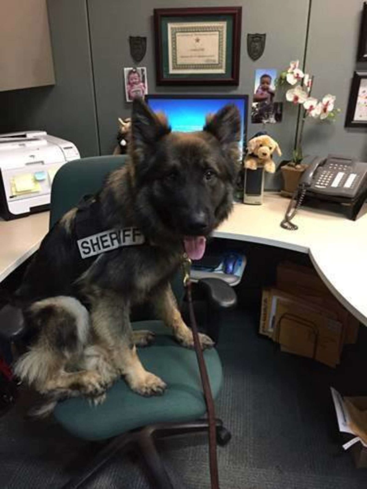 K9 Officer Poses In Full Uniform For Official Police Portrait
