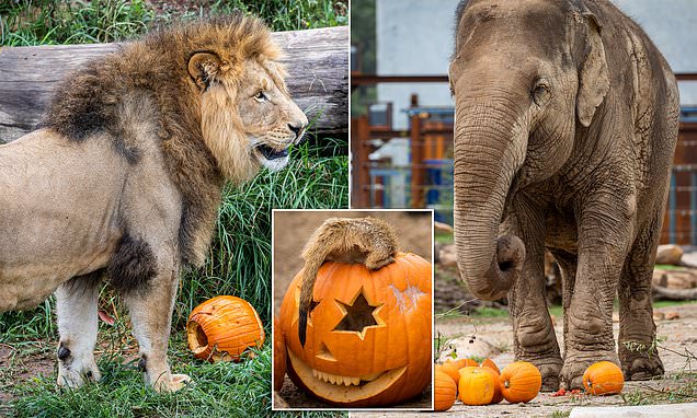 Sydney Zoo Animals Play With Pumpkins Filled With Surprises To ...