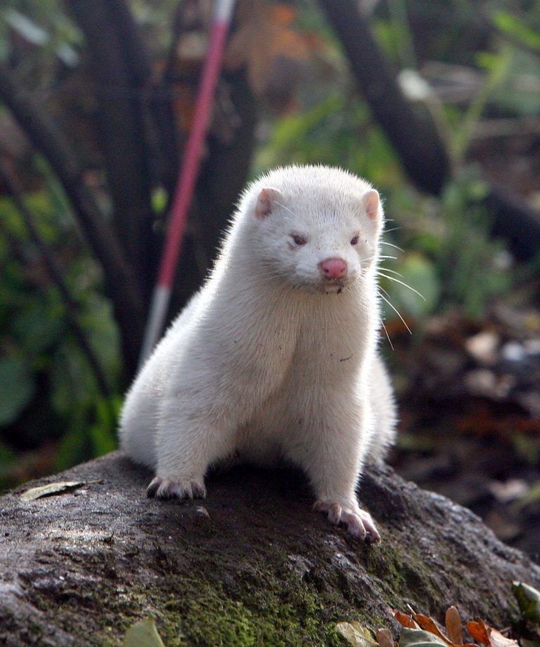 The Largest Fur Auction House In The World Will Shut Down Due To The ...