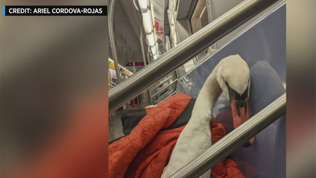 Wildlife Rehabilitator Takes Injured Swan On 23 Mile Journey So It ...