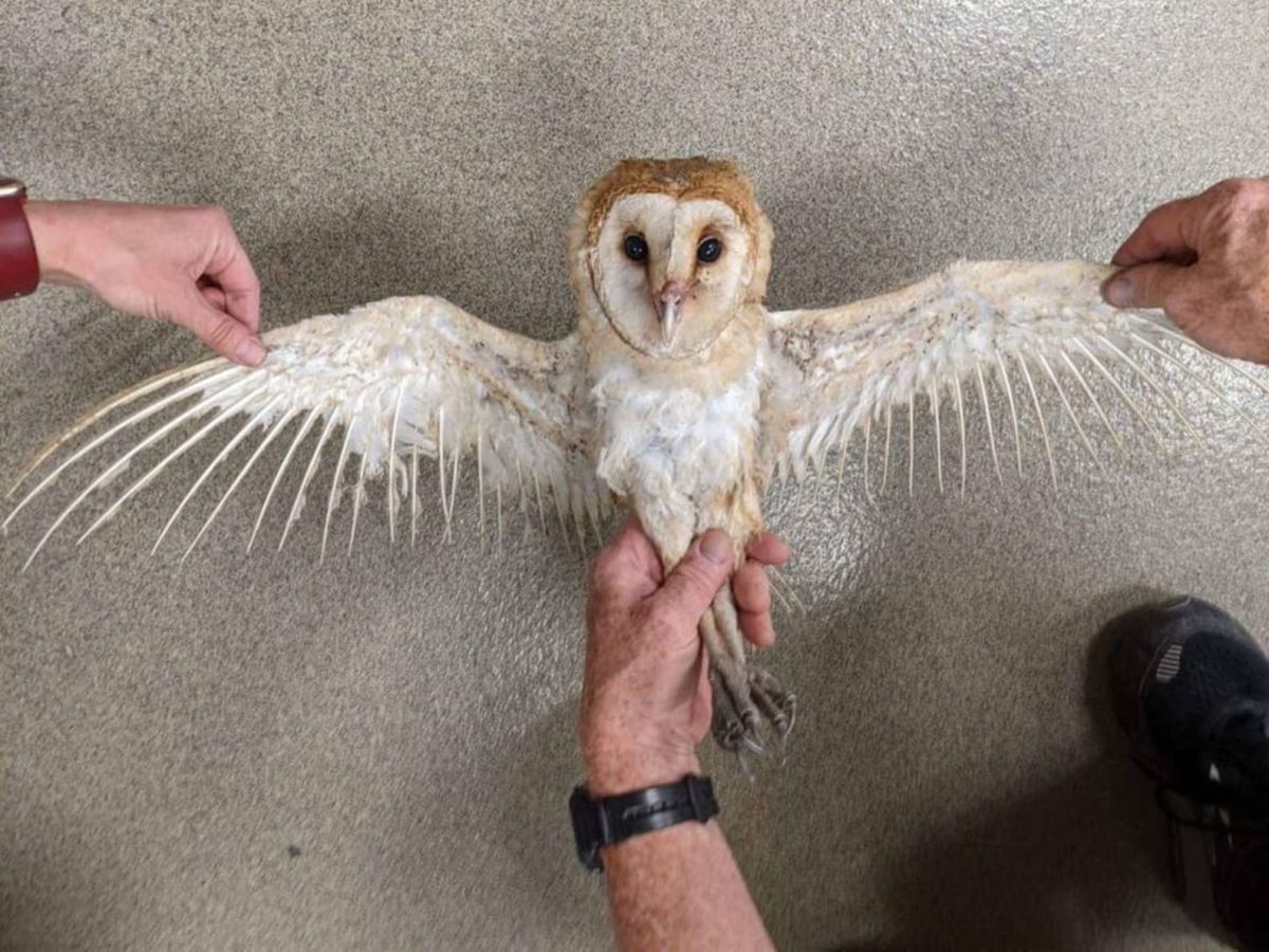 Firefighters Battling Massive California Fire Rescue Injured Little ...