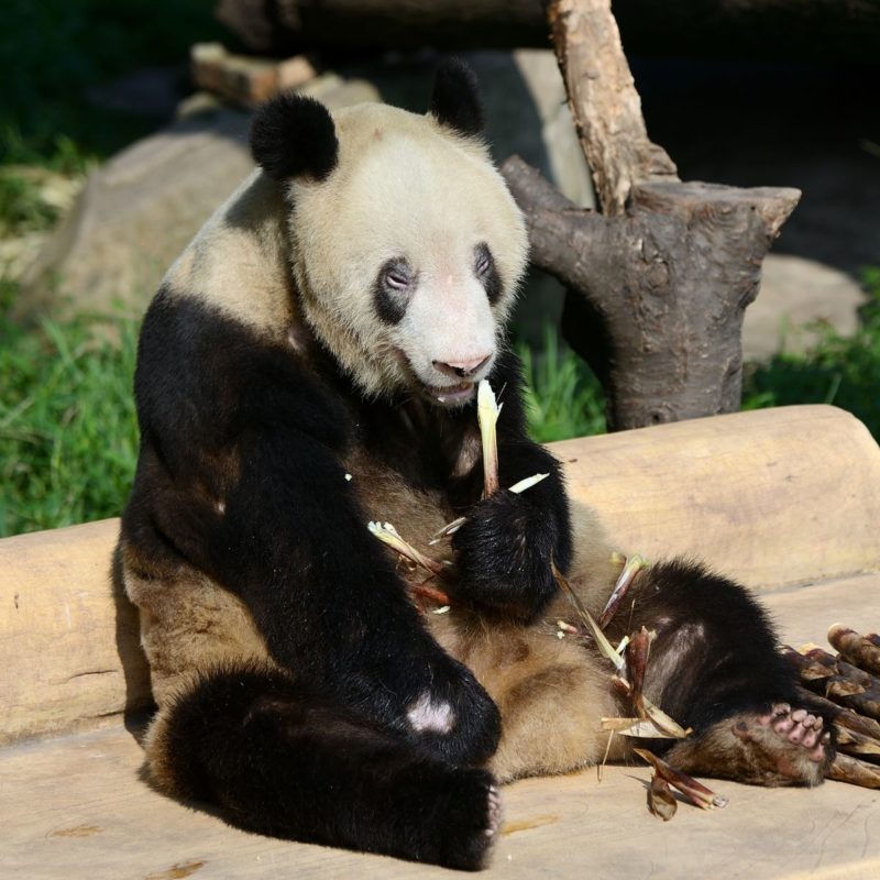 World’s Oldest Giant Panda With 153 Descendants Dies Of Multiple Organ ...