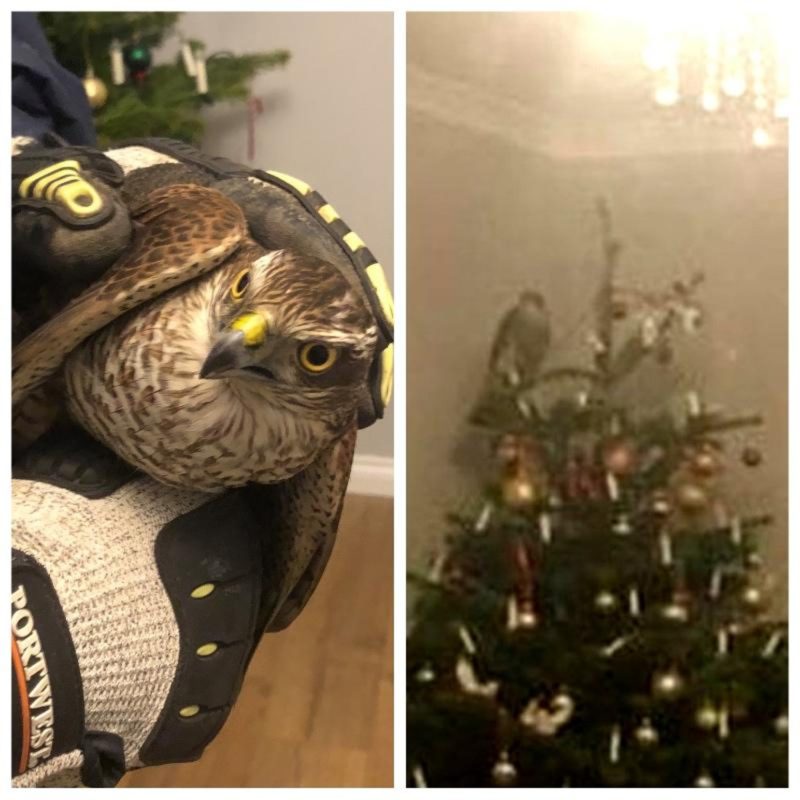 Hawk Flies Into House And Makes Family’s Christmas Tree As Home