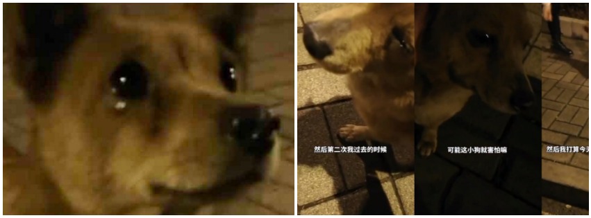 Stray Dog Cries After Kind Stranger Feeds Him On The Street