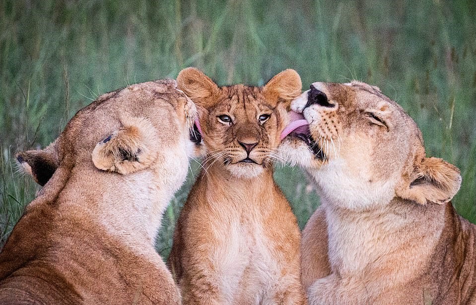 Lionesses groom adorable cub as pride enjoy bonding together after ...