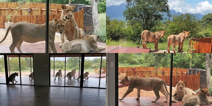 South Africa: Couple Shocked After Finding 6 Lions Lounging Around On ...