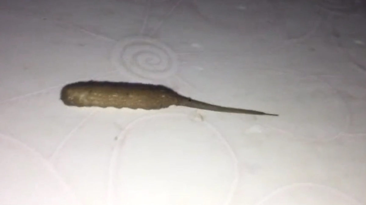 Man screams in shock after spotting half-rat-half-worm like creature ...