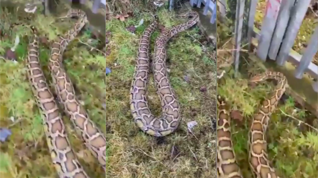 Police Capture Massive 14ft Snake After It Was Spotted At A ...