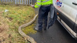 Police Capture Massive 14ft Snake After It Was Spotted At A ...